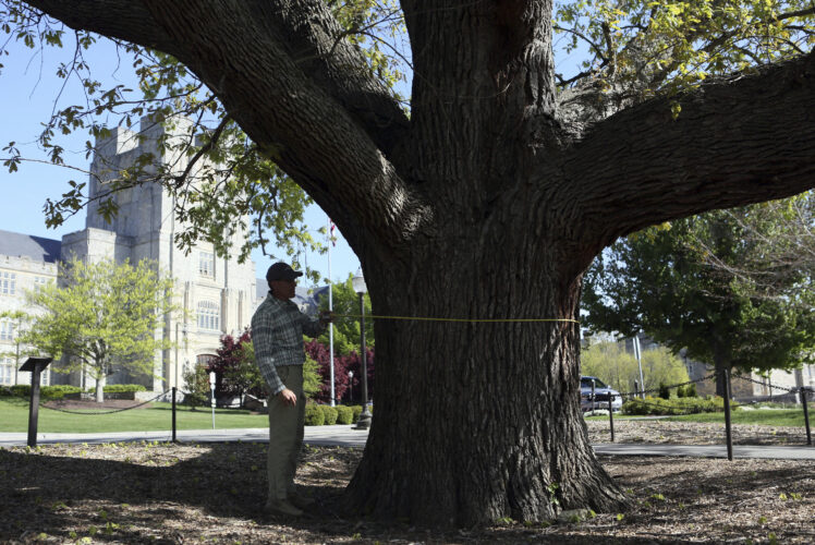 Virginia Tech helps track state’s big trees | News, Sports, Jobs - The ...